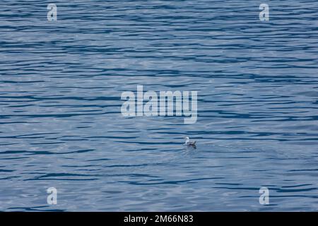 Seagull in the ocean of Senja Island, Norway Stock Photo - Alamy