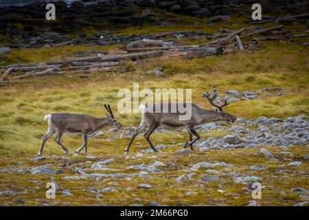 Couple of wild reindeer in the tundra of Knivskjellodden, Norway Stock ...