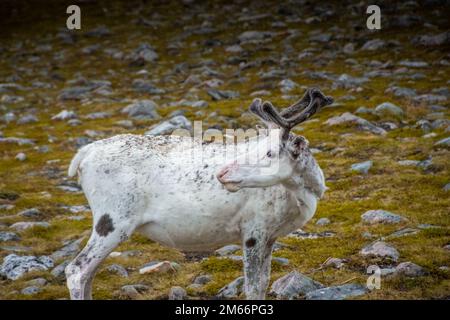 Wild white reindeer in the tundra of Knivskjellodden, Norway Stock ...