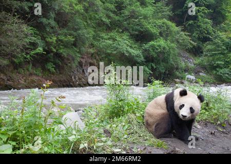 Giant Panda sitting beside a stream in a forest landscape, Qionglai ...