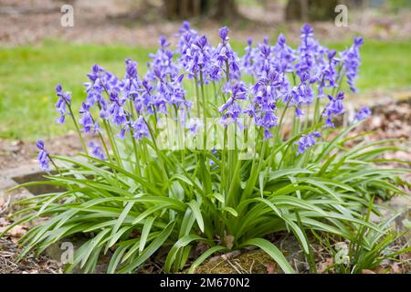 Spanish bluebells, Hyacinthoides hispanica, in full blue flower in a ...