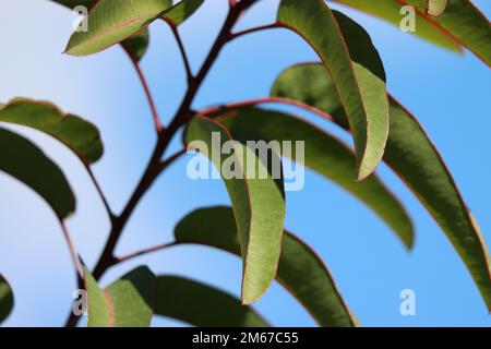 Green distally acuminate oblongly lanceolate leaves of Malosma Laurina ...
