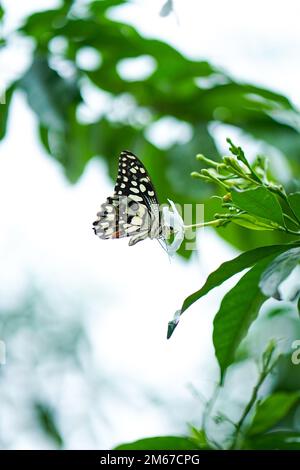 A macro shot of a Monarch butterfly sitting on a branch with green ...