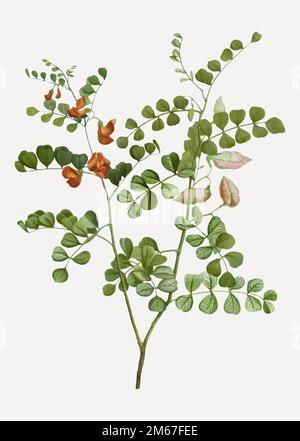 Vintage bladder-senna plant vector Stock Vector Image & Art - Alamy