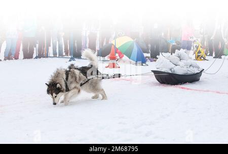 The dog in the winter competitions Weight pulling Stock Photo - Alamy