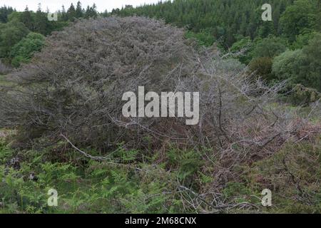 Dead and dying juniper trees in Moor House Upper Teesdale Nature ...