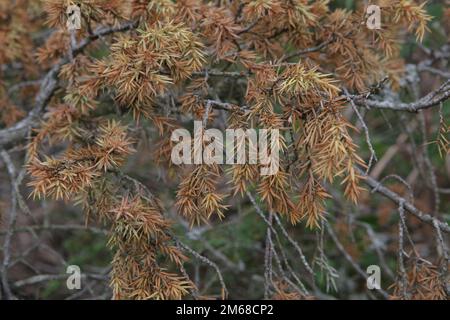 Dead and dying juniper trees in Moor House Upper Teesdale Nature ...