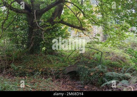 Parc Glynllifon Estate gardens are a hidden gem in North Wales. The ...