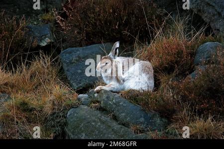 Mountain hare cleaning and preening its winter coat Stock Photo - Alamy