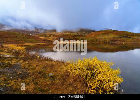 Autumn season in Björkliden, small lake with yellow leaves in ...