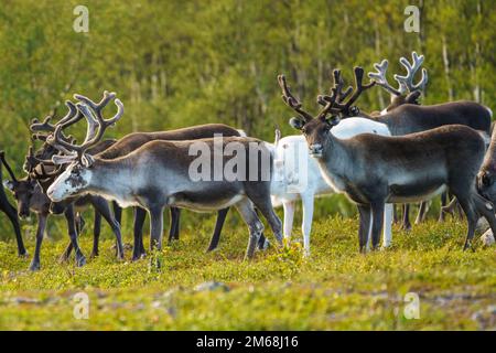 Herd of reindeers, rangifer tarandus, walking passed the camera, Stora ...