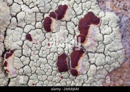 Blutaugenflechte, Blutaugen-Flechte, Ophioparma spec., Ophioparma ...