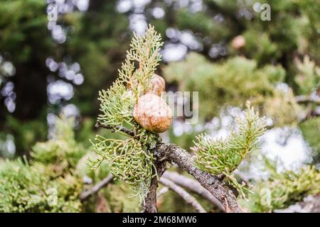 Female cypress cones (Cupressus sempervirens) on the crown of a tree in ...