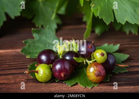 Josta with leaves hybrid gooseberry and black currant isolated on white ...