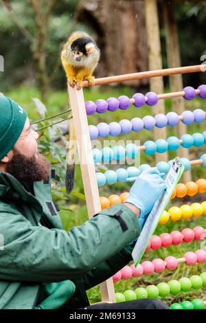 A zoo keeper counts squirrel monkeys during the annual stocktake at ZSL ...