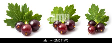 Josta with leaves hybrid gooseberry and black currant isolated on white ...