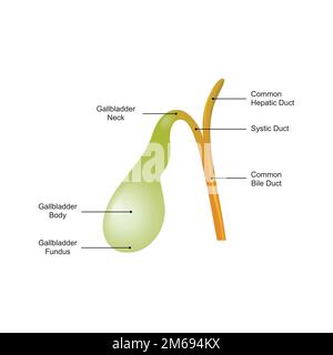Scientific Designing of Gallbladder Anatomy. Vector Illustration Stock ...