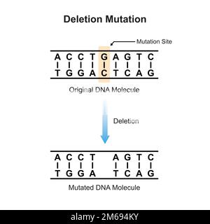 Substitution Mutation Scientific Design. Vector Illustration Stock ...