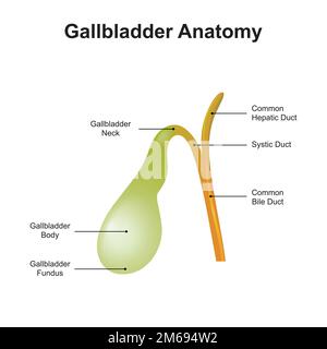 Scientific Designing of Gallbladder Anatomy. Vector Illustration Stock ...