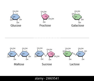 Monosaccharides and Disaccharides Scientific design. vector ...