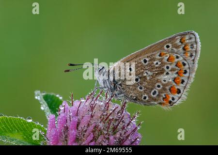 Common blue beginner Stock Photo - Alamy