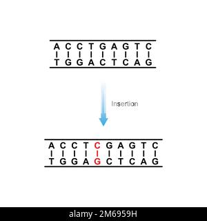 Genetic mutation. Normal and mutated genes that synthesis normal and ...