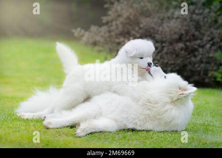 Samoyed dog with puppy playing on sandy road at sunset. Springtime ...