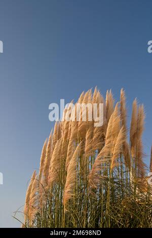Miscanthus, (Miscanthus sinensis), Poaceae, Chinese reed, elephant ...