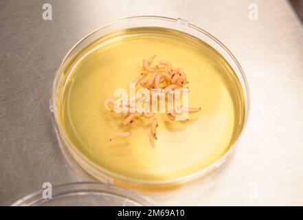 The manufacture of Larval or Maggot Debridement Therapy used for the ...