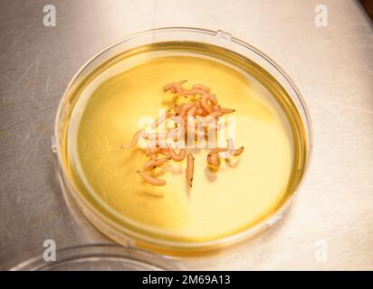 The manufacture of Larval or Maggot Debridement Therapy used for the ...