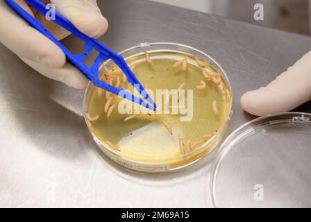 The manufacture of Larval or Maggot Debridement Therapy used for the ...