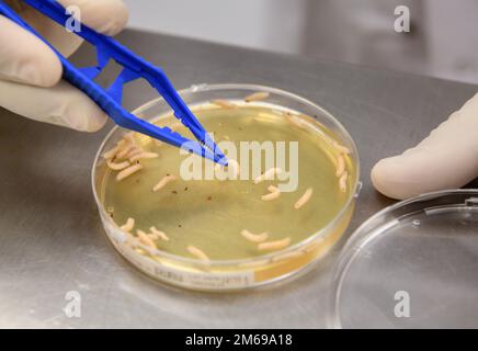 The manufacture of Larval or Maggot Debridement Therapy used for the ...