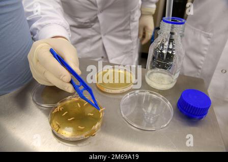 The manufacture of Larval or Maggot Debridement Therapy used for the ...