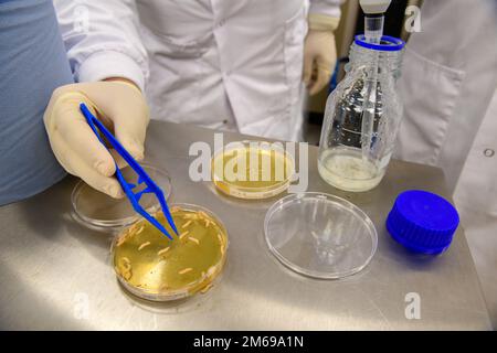The manufacture of Larval or Maggot Debridement Therapy used for the ...