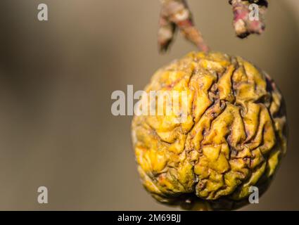 Diseases of trees. Branch of a dead Apple tree with dried apples ...