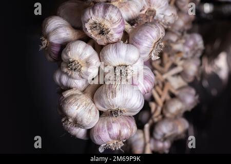 Harvested garlic hanging in bundles to dry Stock Photo - Alamy