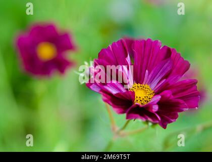 Double violet pink cosmos in the summer garden Stock Photo - Alamy
