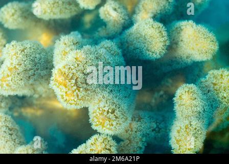 Sarcophyton sp. coral, with feeding polyps extended, Red Sea, Egypt ...
