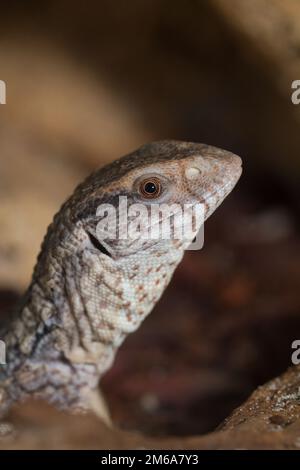 Savannah Monitor (Varanus exanthematicus) lizard x-ray Stock Photo - Alamy