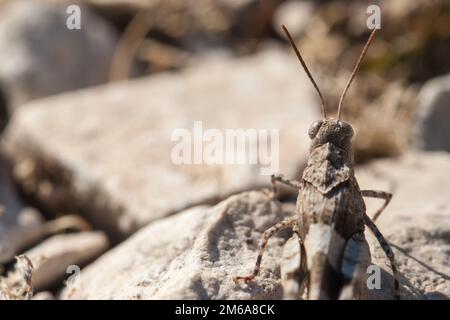 Brown locust close up full body side view (Oedipoda carulescens Stock ...