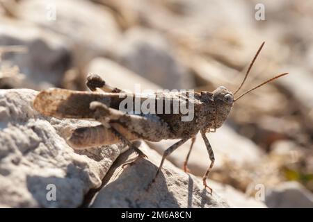 Brown locust close up full body side view (Oedipoda carulescens Stock ...