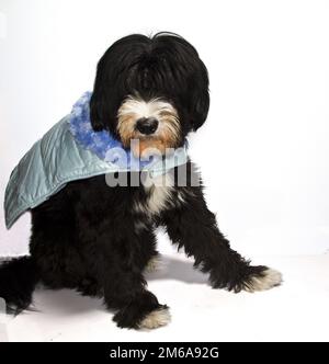 Prince Charming dog Stock Photo - Alamy