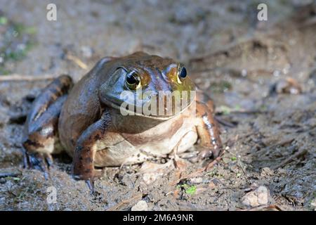 American bullfrog with wide head, stout bodies, and long, hind legs ...
