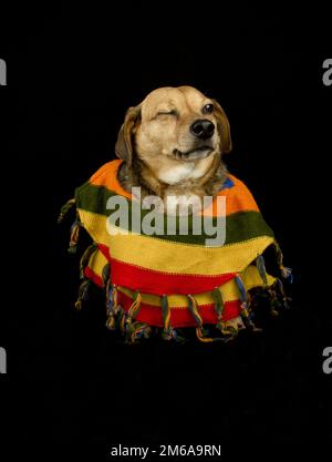 Little Dog Sombrero Stock Photo - Alamy