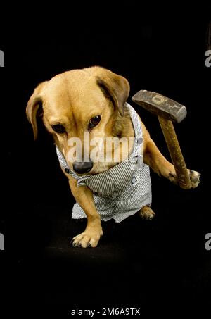 Funny dog with wrench and hammer isolated on white background ...