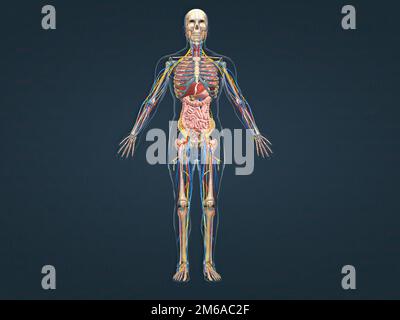 Muscles and bones of the shoulder, arm and hand: two figures of écorché ...