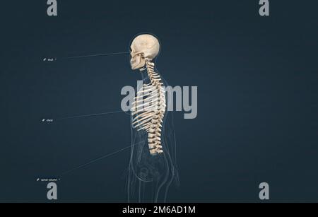 Human Skeleton System Axial Skeleton Bone Joints Anatomy Stock Photo ...
