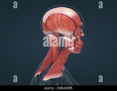 Female Head Muscles Anatomy - Back view Stock Photo - Alamy