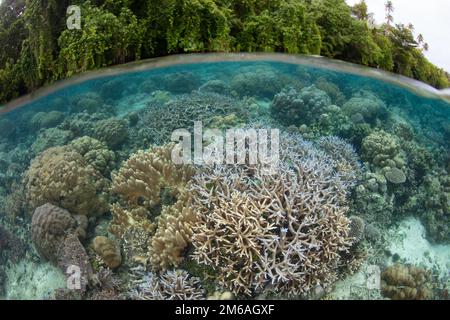 A coral reef composed of a wide variety of colorful corals grows in the ...