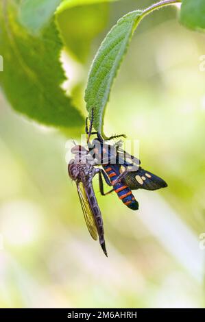 Robberfly with kill. The Asilidae are the robber fly family, also ...